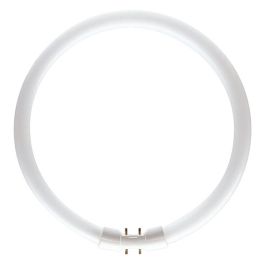 Osram Lumilux 40W T5 Circular Tube 4000K Cool White 2GX13 | Lightsave